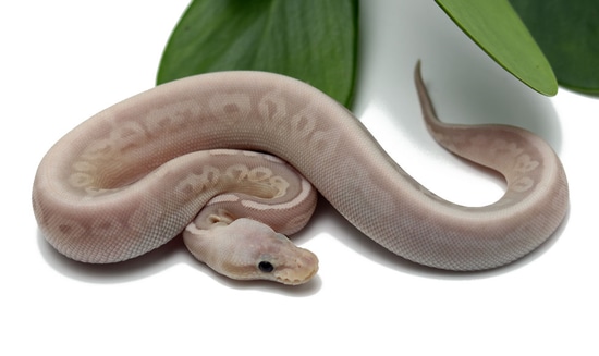 Banana GHI Pewter Ball Python by Dynasty Reptiles