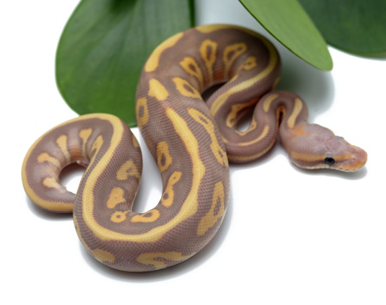 Banana Leopard Mojave Ball Python by Dynasty Reptiles