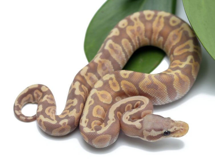 Banana GHI Pastel Ball Python by Dynasty Reptiles - MorphMarket