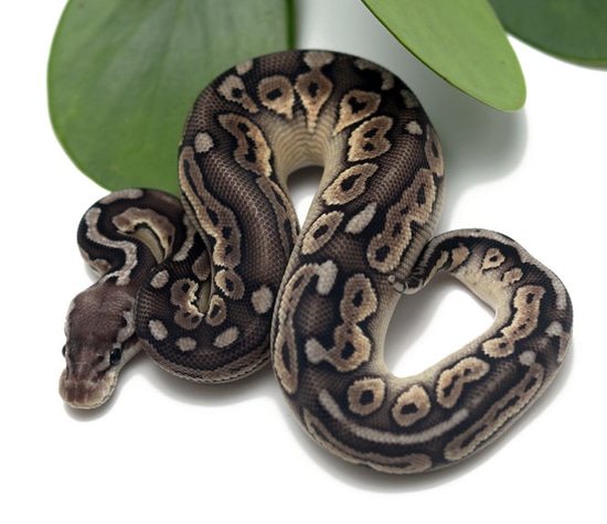 Pewter Het Clown Ball Python by Dynasty Reptiles