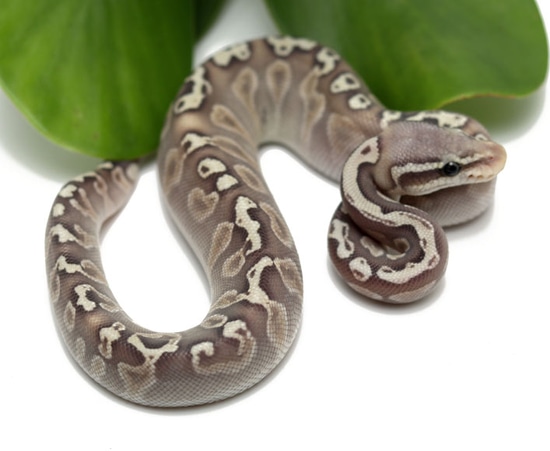 GHI Pastel Butter Ghost Ball Python by Dynasty Reptiles
