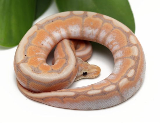Banana Cinnamon Spider Ball Python by Dynasty Reptiles