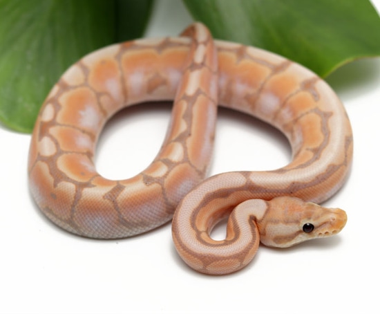 Banana Cinnamon Spider Ball Python by Dynasty Reptiles