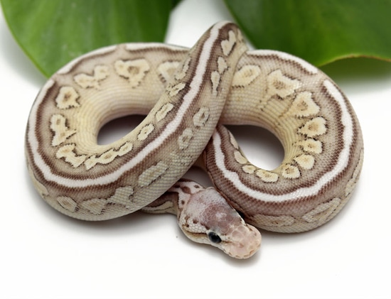 Pewter Mojave Spotnose Ball Python by Dynasty Reptiles