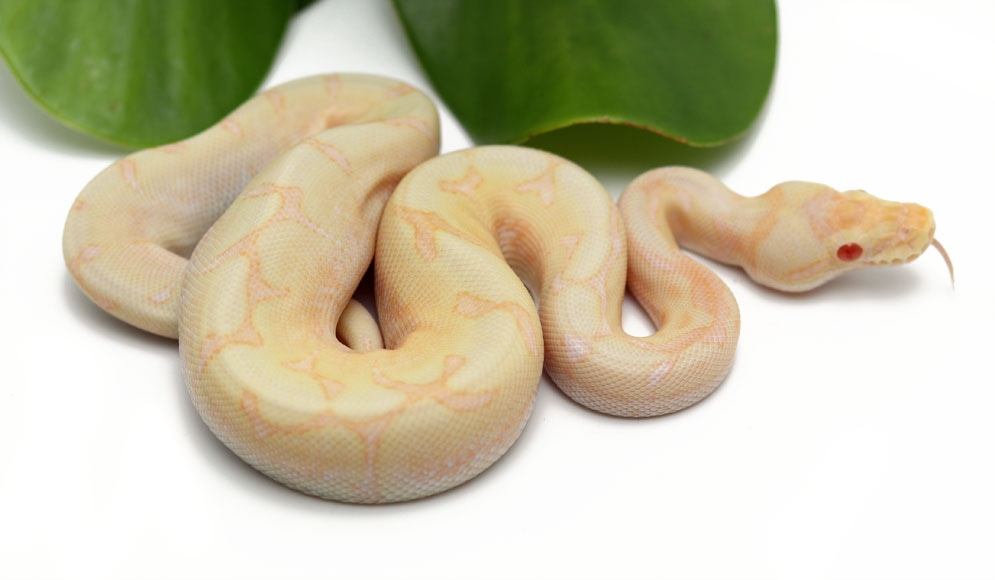 Banana Albino Spider Ball Python by Dynasty Reptiles - MorphMarket