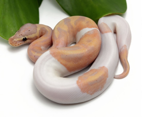 Banana Pied Ball Python by Dynasty Reptiles