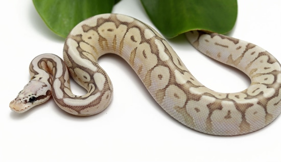 Super Queen Bee Ball Python by Dynasty Reptiles
