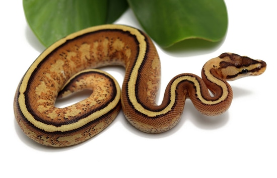 Super Stripe Ball Python by Dynasty Reptiles