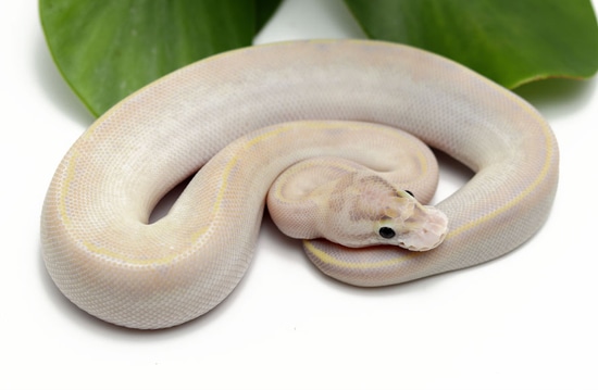 Ivory Ball Python by Dynasty Reptiles