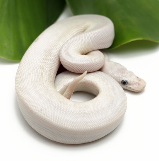Blue Eye Leucistic Ball Python by Dynasty Reptiles