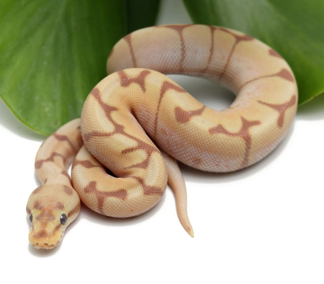 Banana Stinger Bee Ball Python by Dynasty Reptiles - MorphMarket