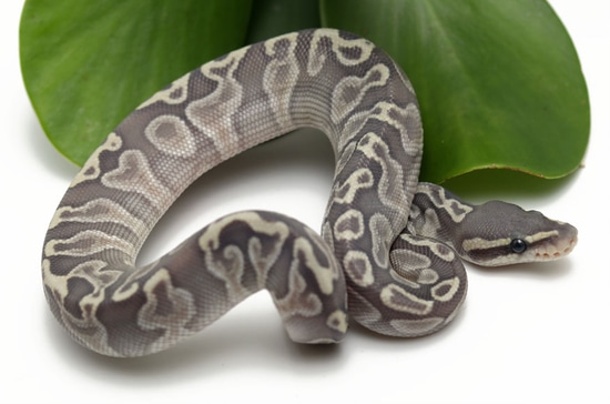 GHI Butter Ghost Ball Python by Dynasty Reptiles