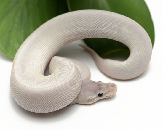 Super Mojave Ball Python by Dynasty Reptiles