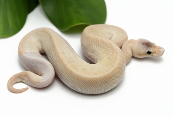 Champagne Pewter Combo (Ringer) Ball Python by Dynasty Reptiles