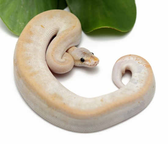 Champagne Pewter Combo (Ringer) Ball Python by Dynasty Reptiles