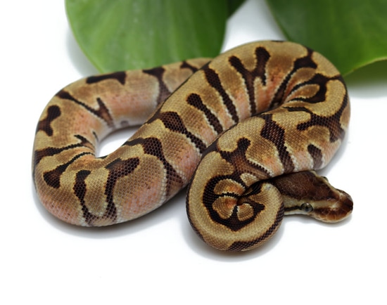 HGW Enchi Ball Python by Dynasty Reptiles