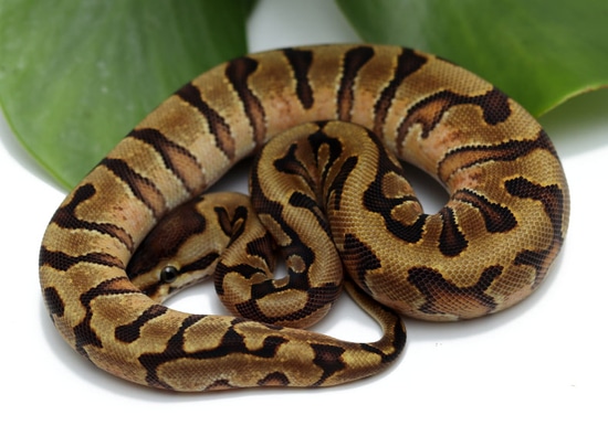 HGW Enchi Ball Python by Dynasty Reptiles
