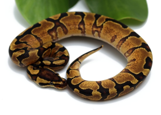 HGW YB Ball Python by Dynasty Reptiles
