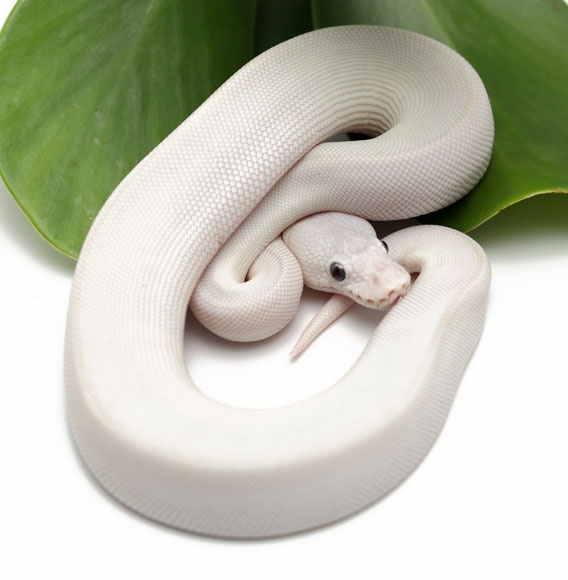 Blue Eye Leucistic Ball Python by Dynasty Reptiles - MorphMarket