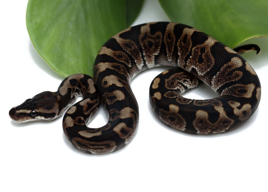 GHI HGW Spotnose Ball Python by Dynasty Reptiles
