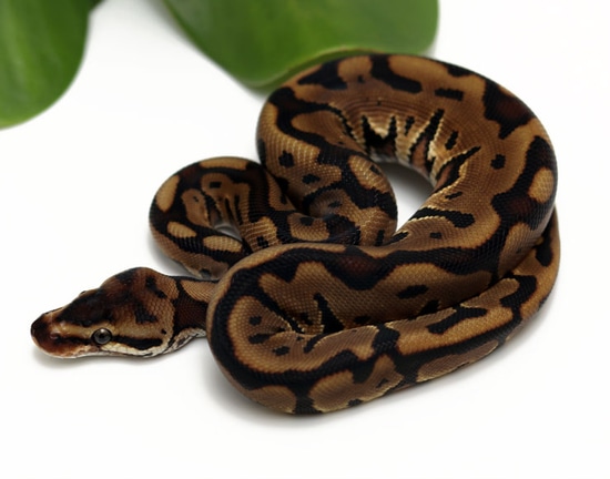 Leopard HGW Ball Python by Dynasty Reptiles