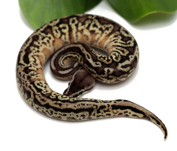Inferno Leopard Ball Python by Dynasty Reptiles - MorphMarket