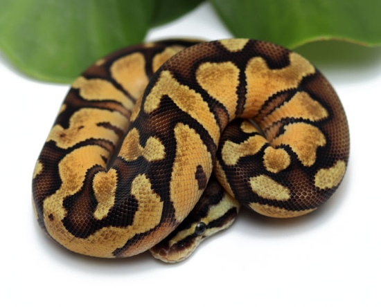 Enchi Pastel Ball Python by Dynasty Reptiles