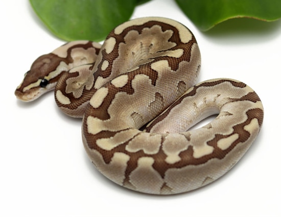 Bamboo Enchi Ball Python by Dynasty Reptiles