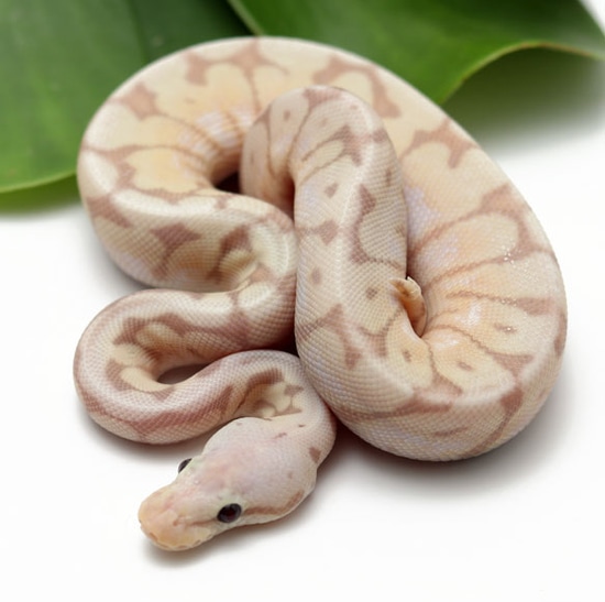 Banana Killer Bee Ball Python by Dynasty Reptiles