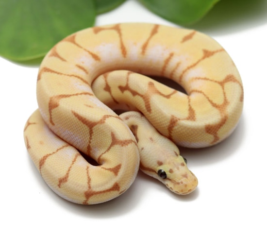 Banana Stinger Bee Ball Python by Dynasty Reptiles