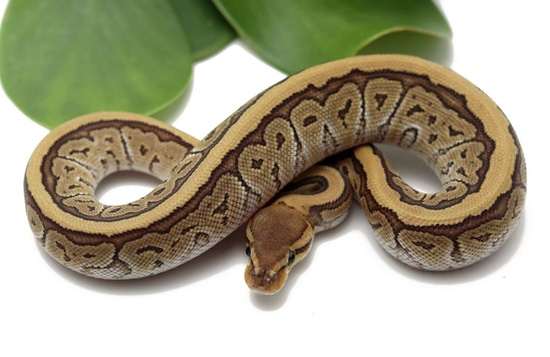 Jigsaw Het Clown Ball Python by Dynasty Reptiles
