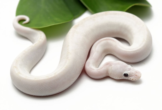 Banana Bamboo Blue Eye Leucistic Ball Python by Dynasty Reptiles