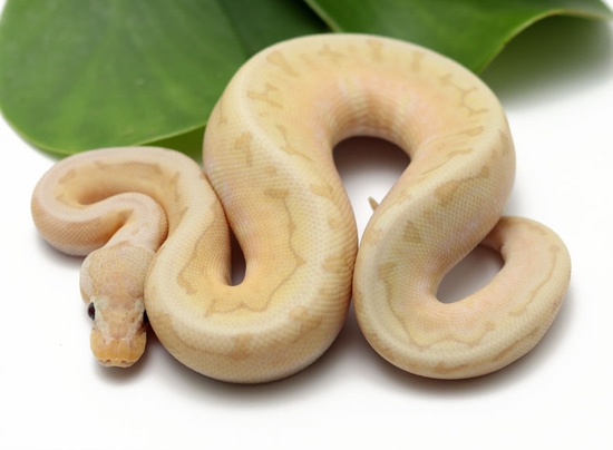 Banana Emperor Pin Ball Python by Dynasty Reptiles