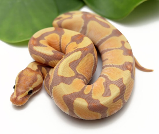 Banana Enchi Ball Python by Dynasty Reptiles