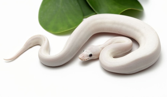 Blue Eye Leucistic Ball Python by Dynasty Reptiles