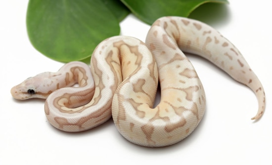 Banana Pewter Bee Ball Python by Dynasty Reptiles