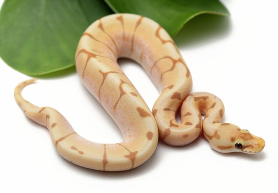 Banana Stinger Bee Ball Python by Dynasty Reptiles