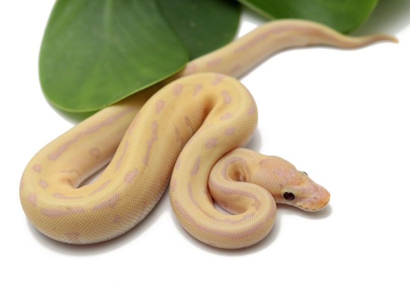 Super Banana Enchi Leopard Pin Ball Python by Dynasty Reptiles ...