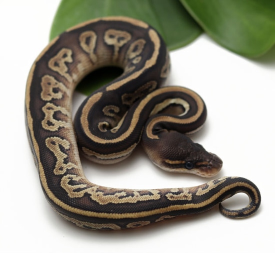 Bongo Mojave Ball Python by Dynasty Reptiles
