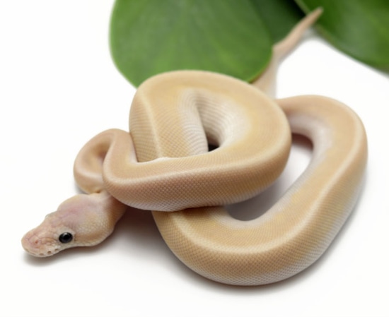 Banana Soul Sucker Pewter Ball Python by Dynasty Reptiles