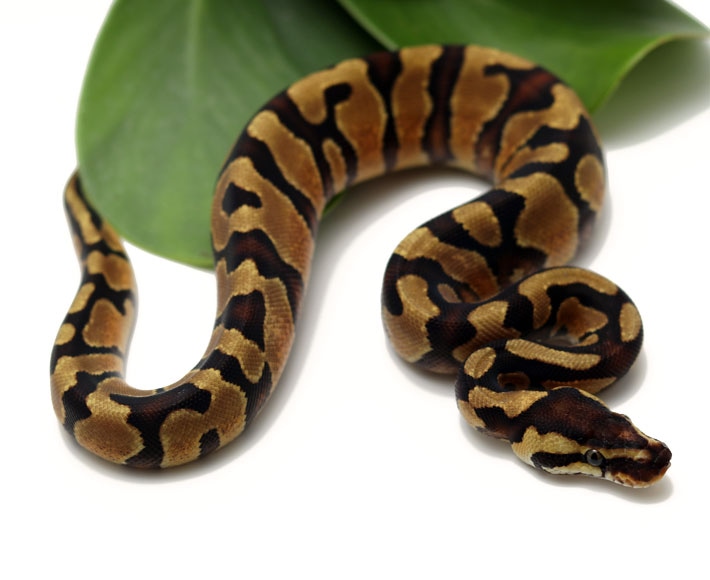 Enchi YB Ball Python by Dynasty Reptiles - MorphMarket