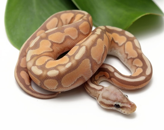 Banana Pewter Enchi Poss Het Sunset Ball Python by Dynasty Reptiles