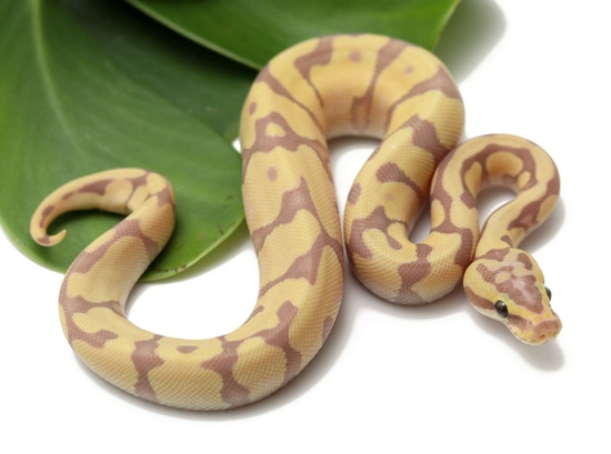 Banana Enchi Pastel Poss Het Sunset Ball Python by Dynasty Reptiles