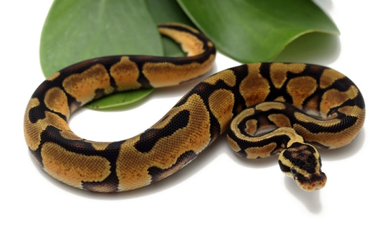 Enchi Pastel Ball Python by Dynasty Reptiles
