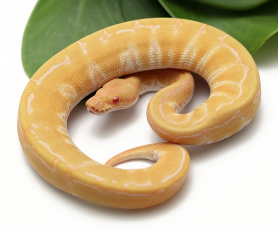 Albino Pin Ball Python by Dynasty Reptiles