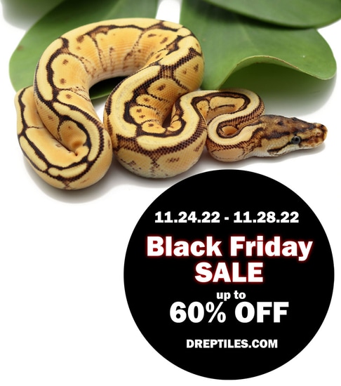 Bongo OD Enchi Spider Fire Ball Python by Dynasty Reptiles