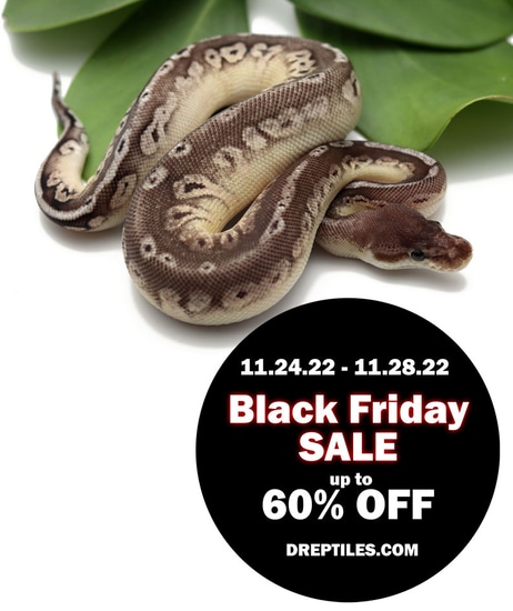 HGW Pewter Ball Python by Dynasty Reptiles