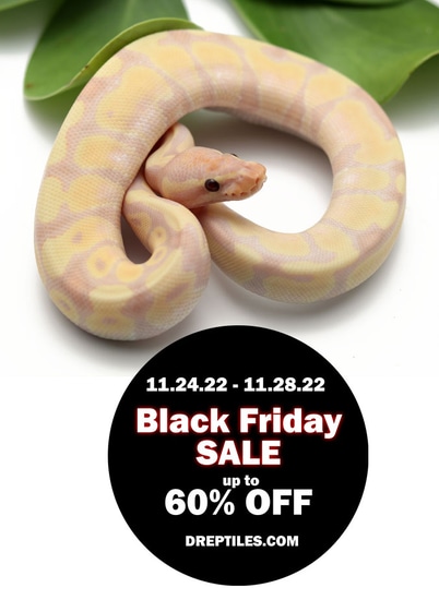 Super Banana Enchi Ball Python by Dynasty Reptiles