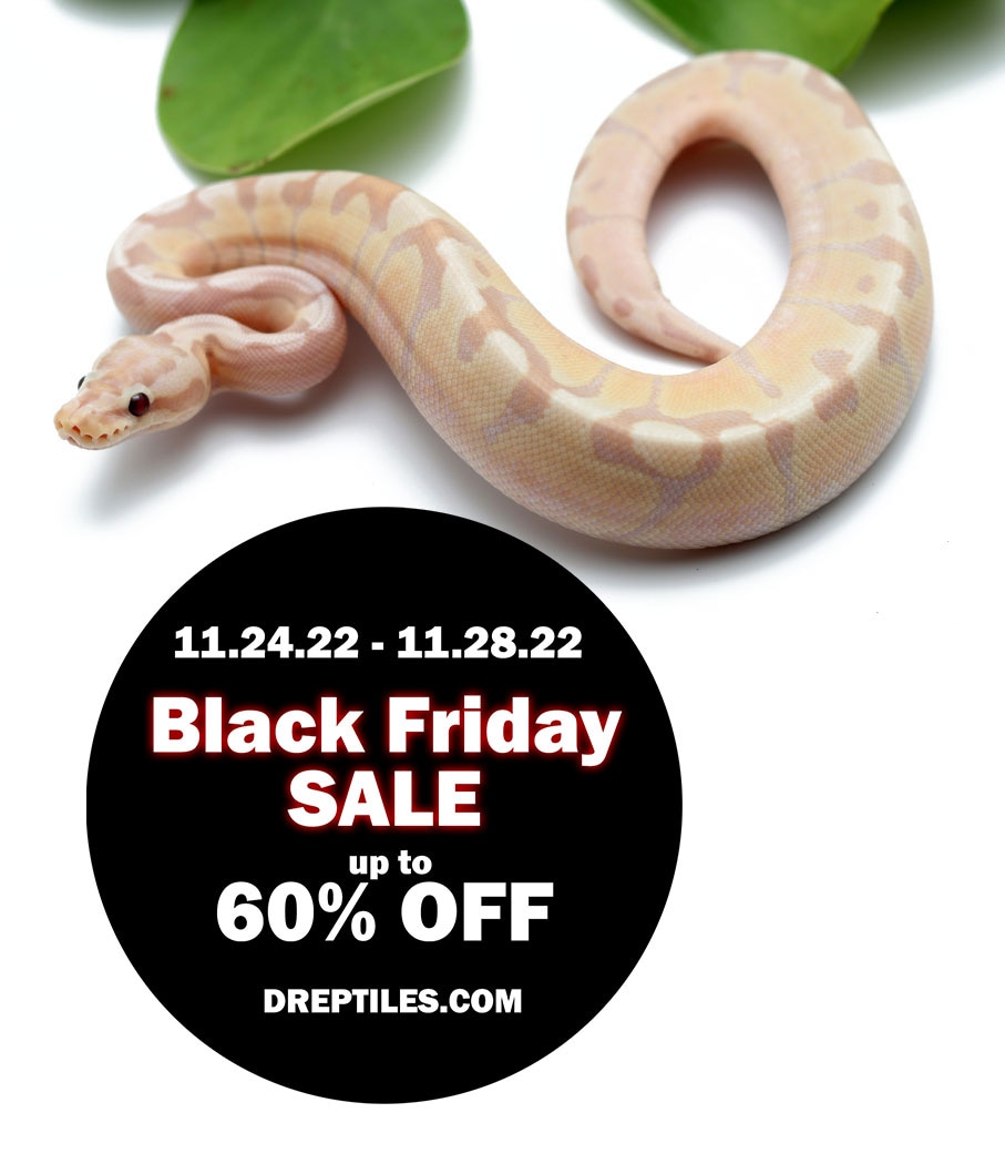 Super Banana Pewter Enchi Ball Python by Dynasty Reptiles - MorphMarket