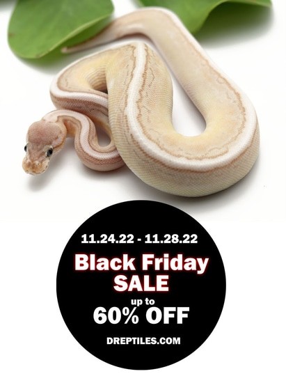 Bongo Emperor Pin Cinnamon Ball Python by Dynasty Reptiles